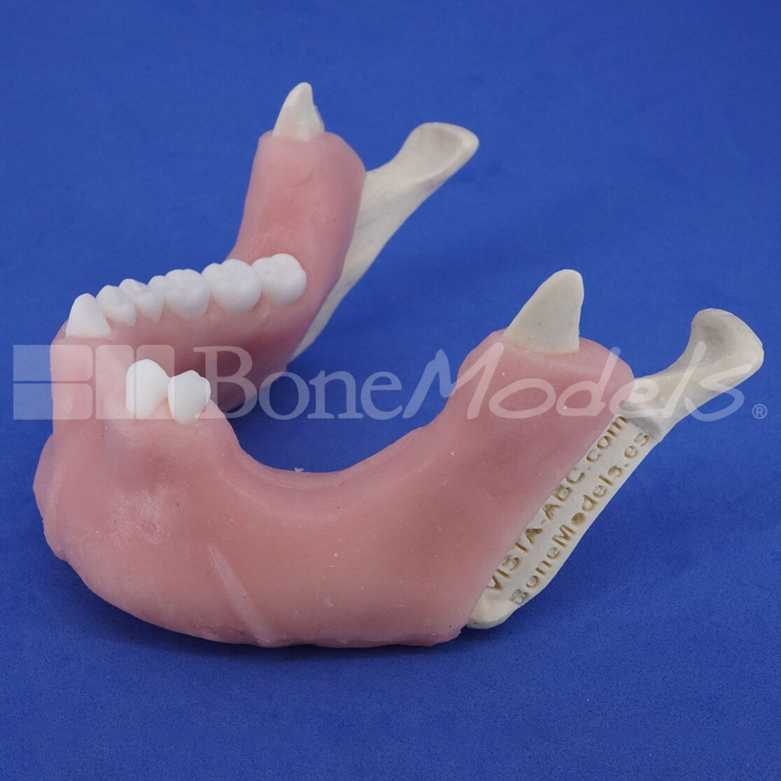 Bone augmentation Archives - BONEMODELS S.L.U.